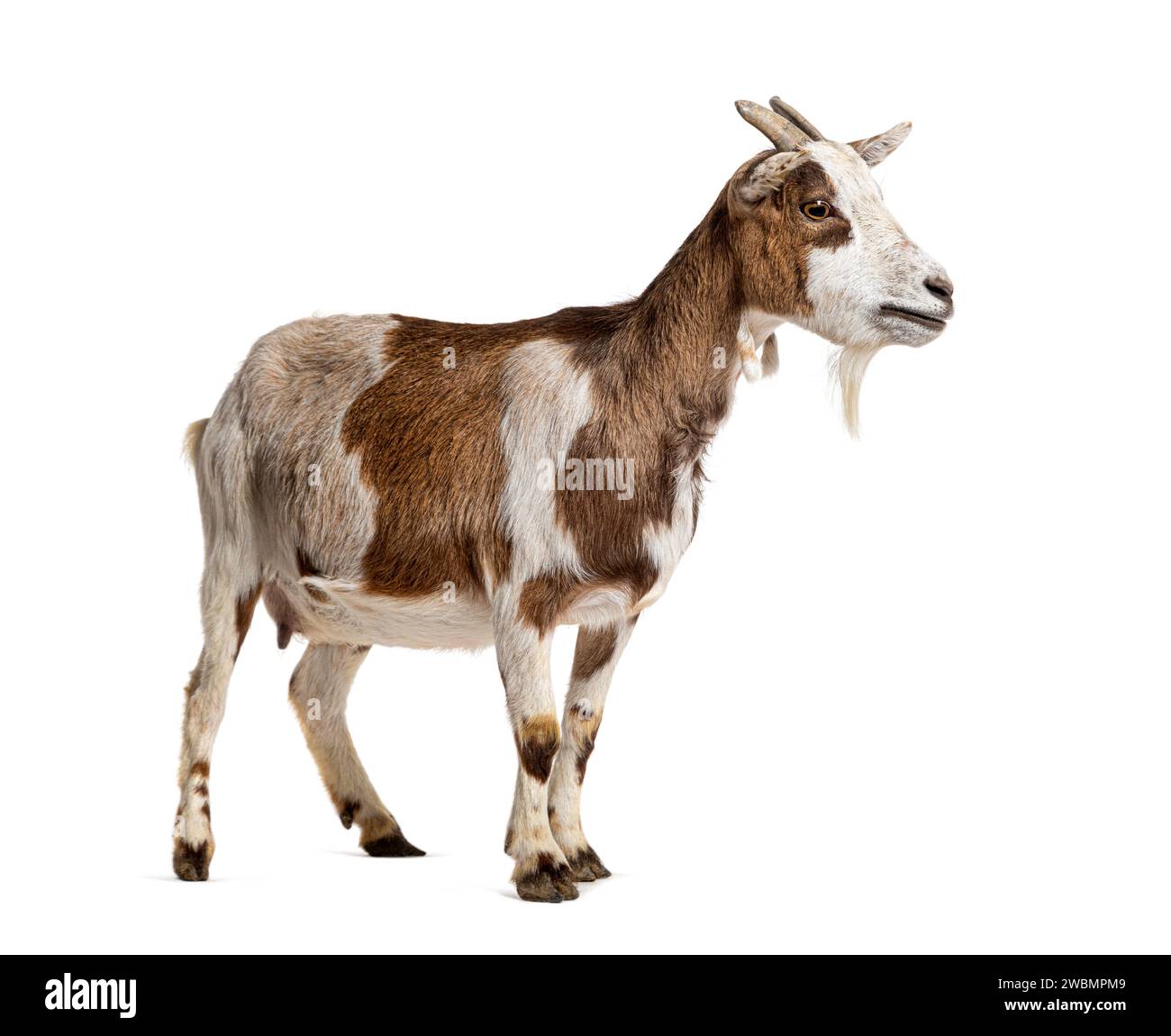 Tibetan goat hi-res stock photography and images - Alamy