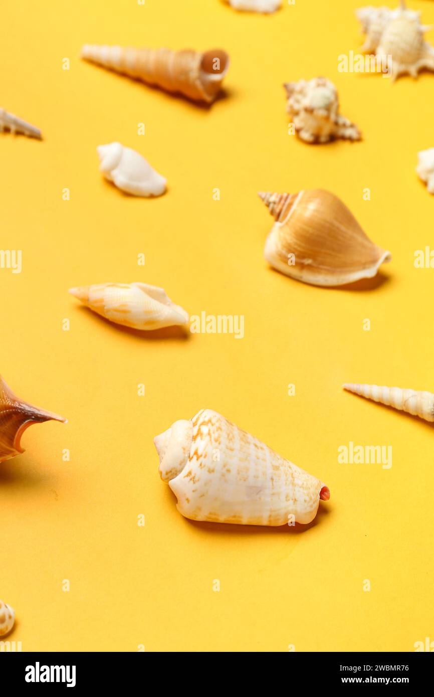 Different sea shells on yellow background, closeup Stock Photo - Alamy