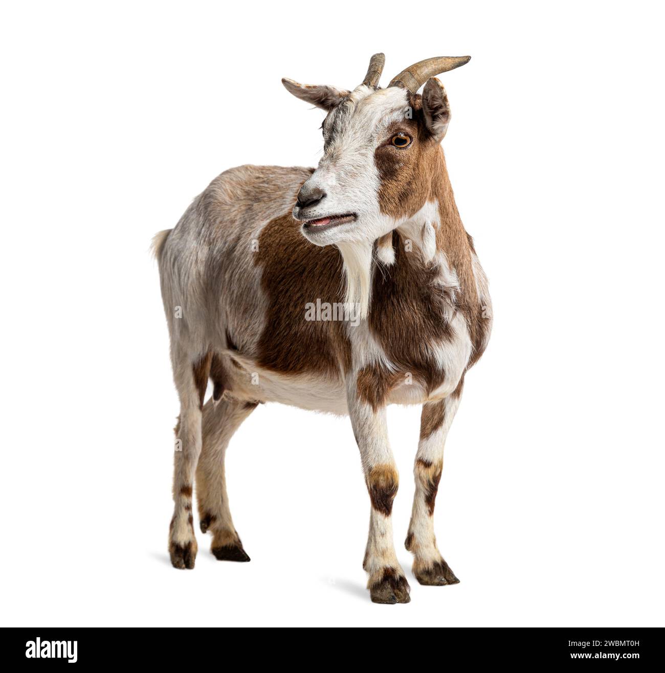 Baby goat cut out hi-res stock photography and images - Alamy