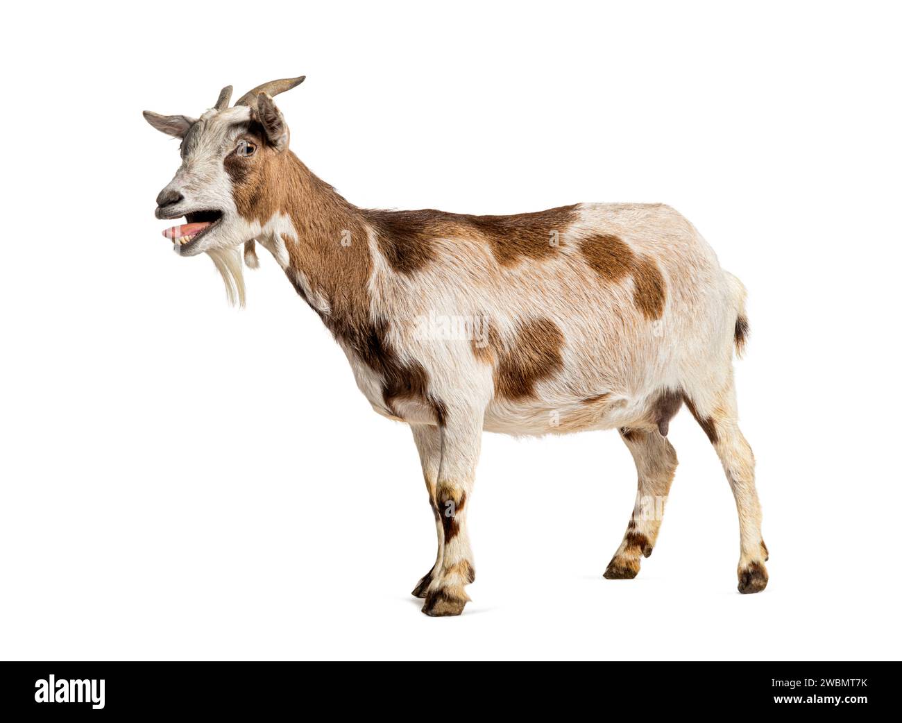 Tibetan Pigmy Goat bleating mouth open, isolated on white Stock Photo ...