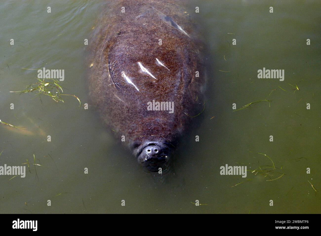 A manatee floats on its back in Florida's Haulover Canal near Kennedy ...