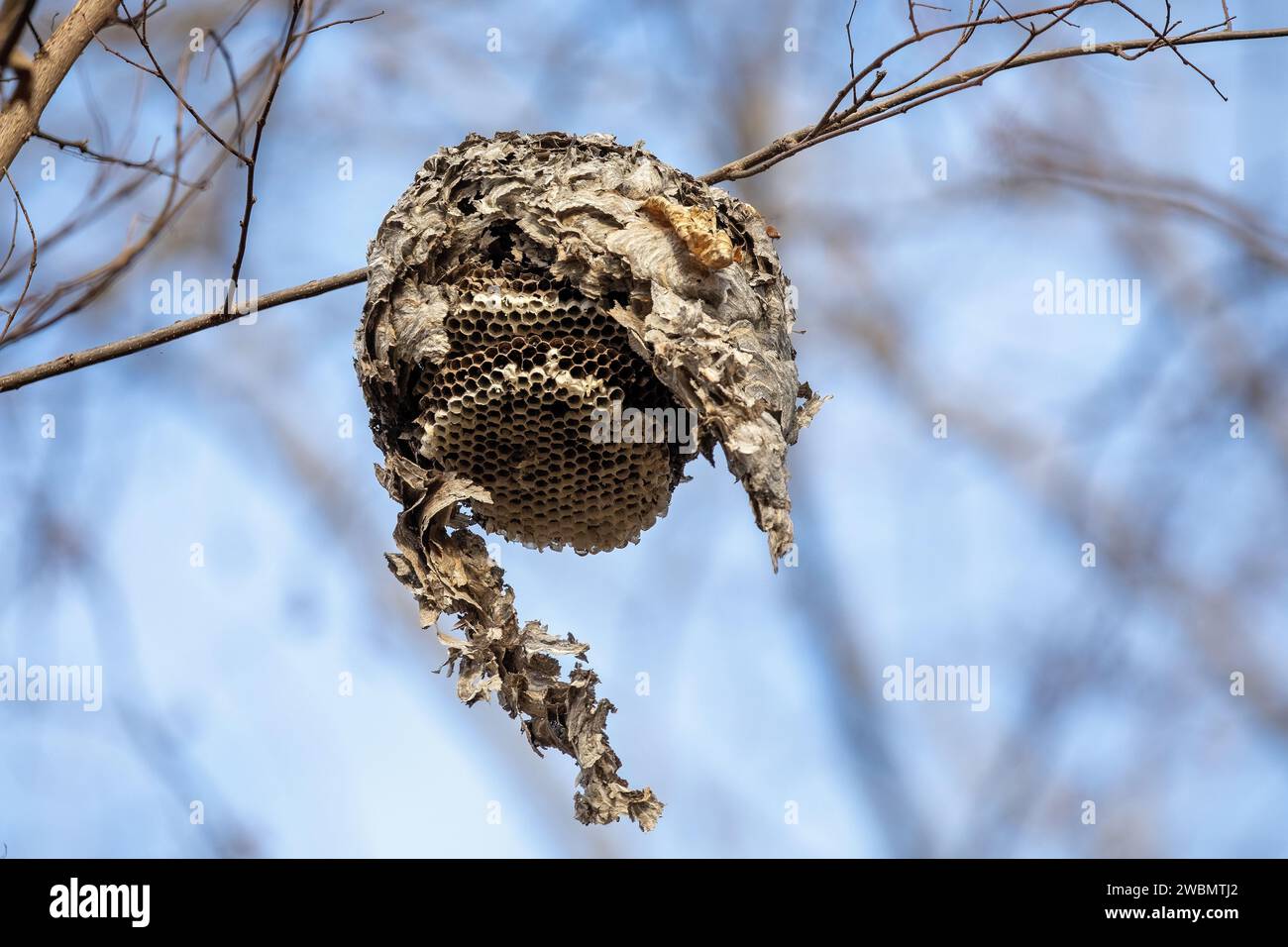 Wasp Nest Hanging in Tree on Blue Sky afternoon scene Stock Photo - Alamy