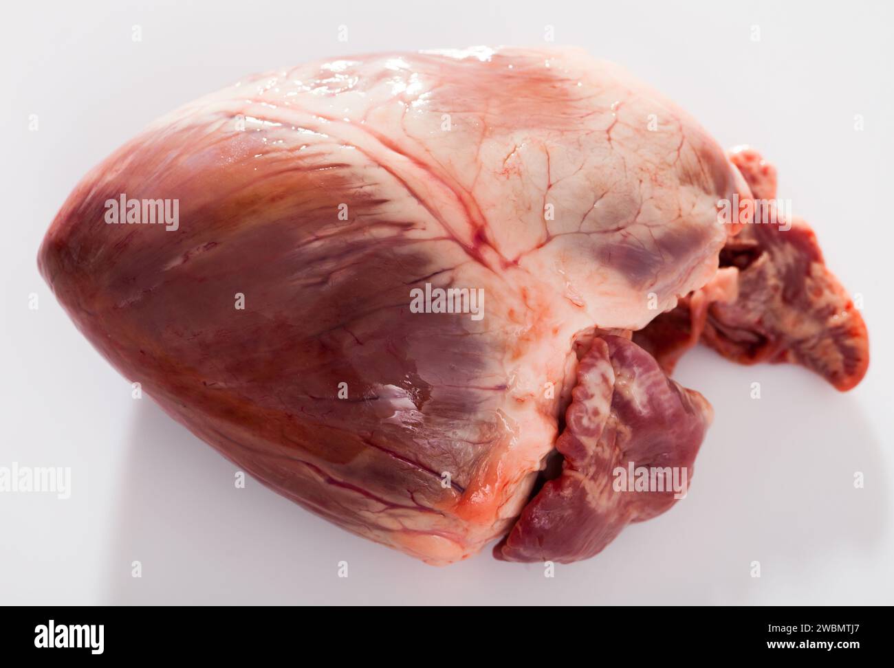 Pig heart organ hi-res stock photography and images - Alamy
