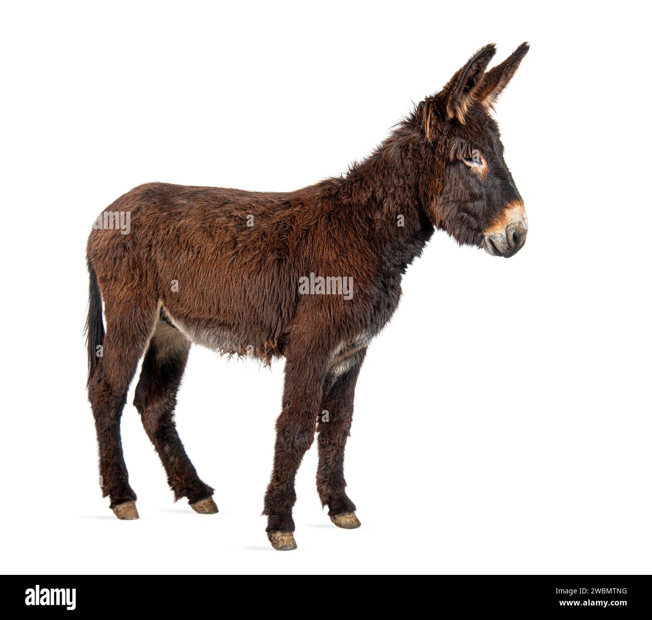 Side view of a Martina Franca donkey, isolated on white Stock Photo - Alamy