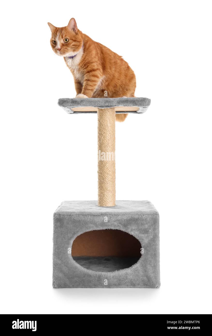 Cute cat on scratching post against white background Stock Photo - Alamy