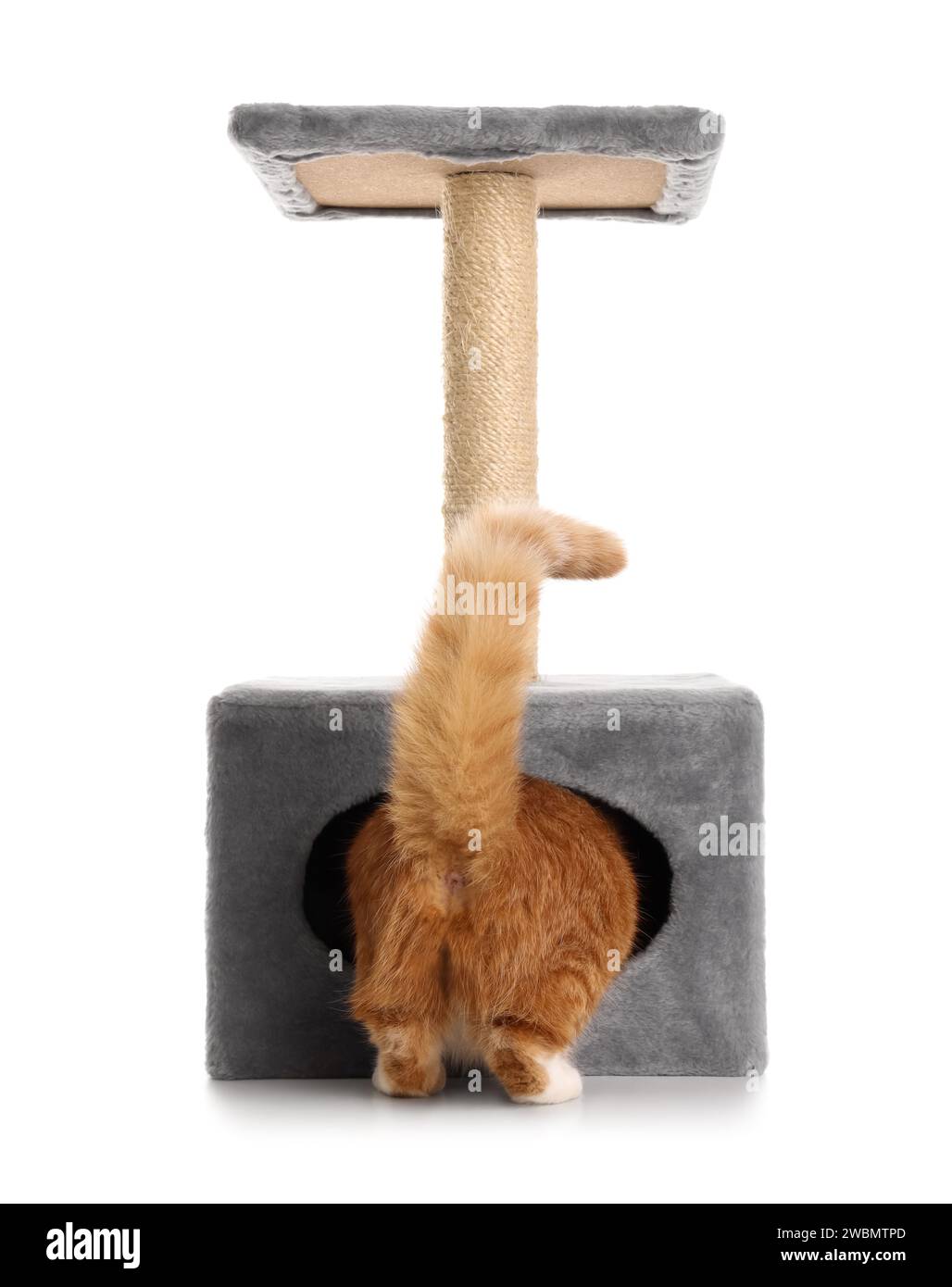 Cute cat hiding in house on white background Stock Photo - Alamy