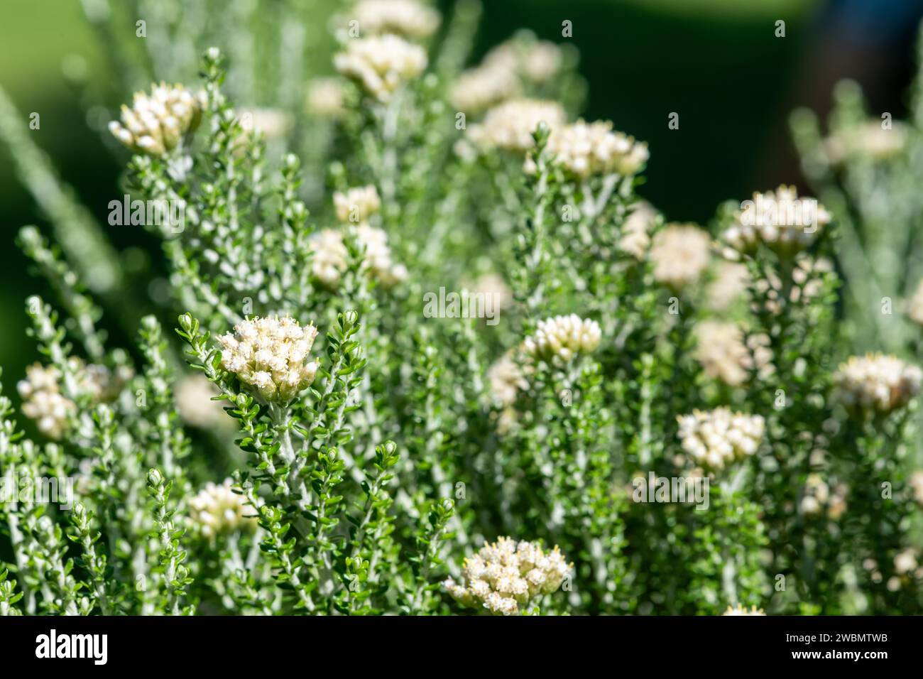 Close up of cottonwood (ozothamnus leptophyllus) flowers in bloom Stock ...