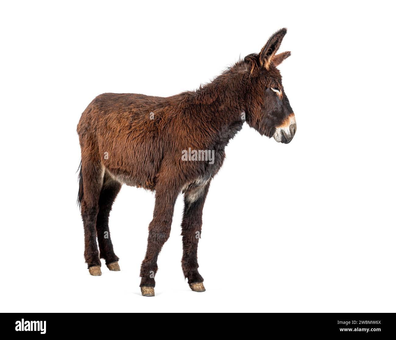 Side donkey profile Cut Out Stock Images & Pictures - Alamy