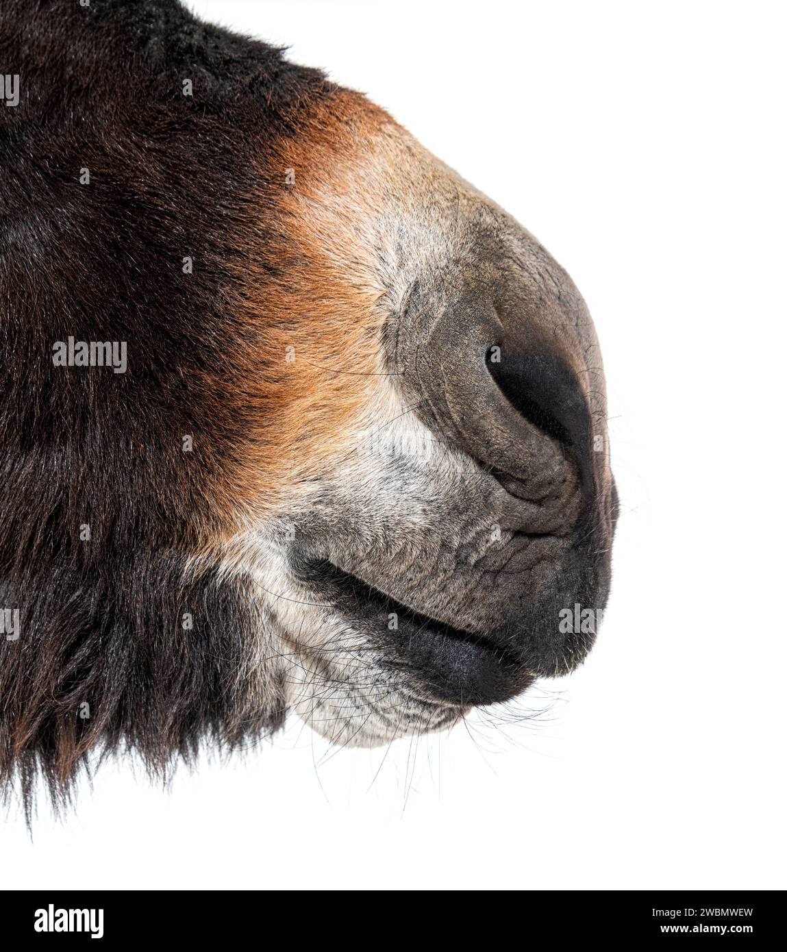 Close-up on Nose and lips of a Martina Franca donkey, isolated on white ...