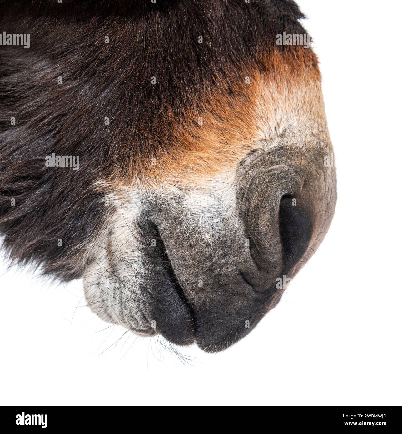 Close-up on Nose and lips of a Martina Franca donkey, isolated on white ...