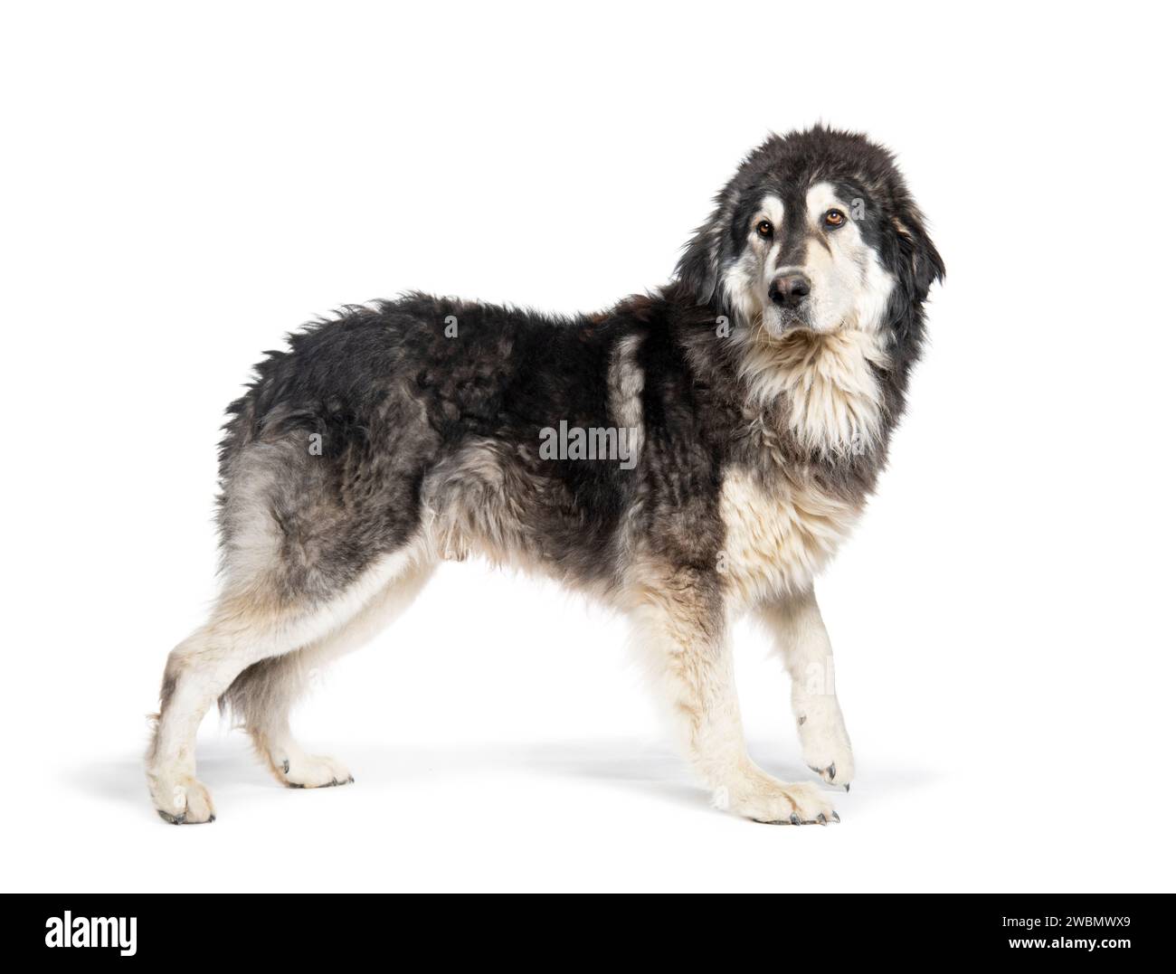 Side view of a Standing Sila Shepherd looking away, isolated on white ...