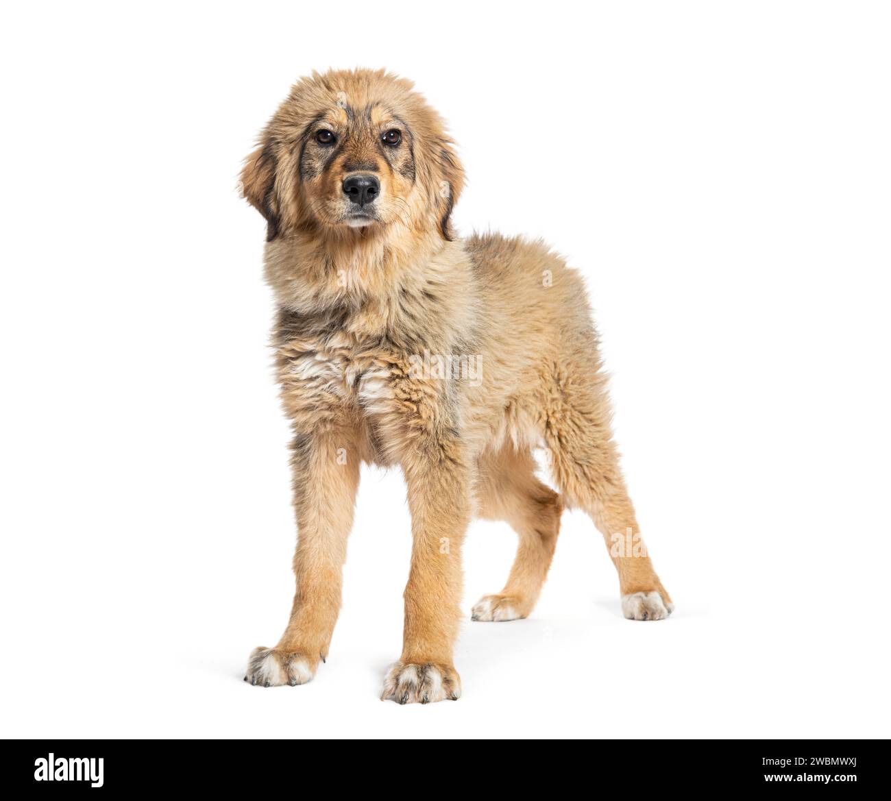 Young Sila Shepherd dog, isolated on white Stock Photo - Alamy