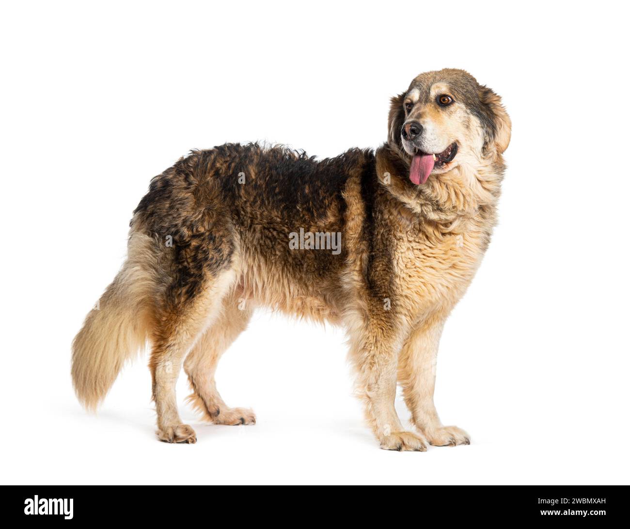 Pastore della sila hi-res stock photography and images - Alamy