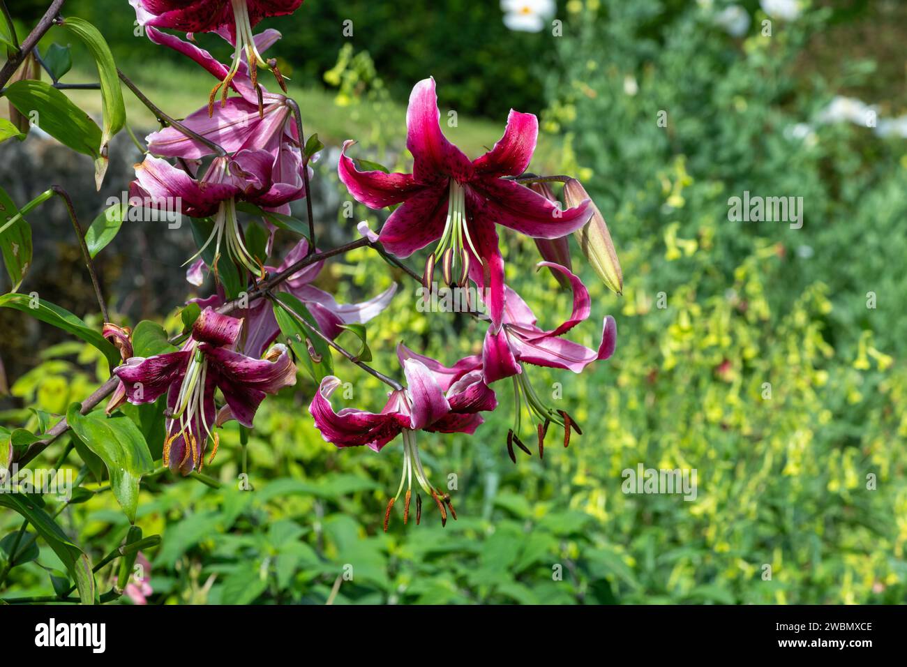 Close up of Japanese lilies (lilium speciosum) flowers in bloom Stock ...