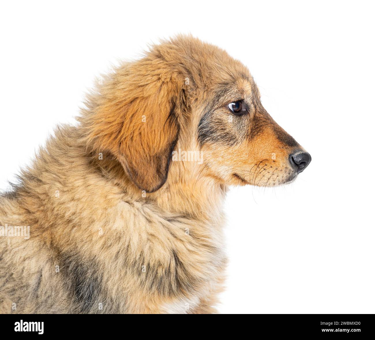 Young Sila Shepherd dog, isolated on white Stock Photo - Alamy