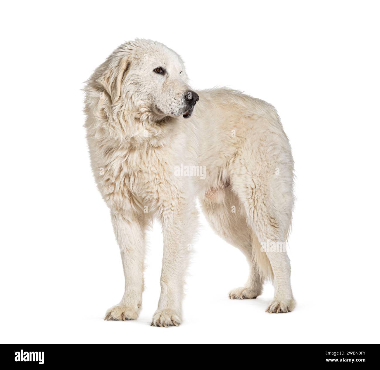 Maremma abruzzese sheepdog hi-res stock photography and images - Alamy