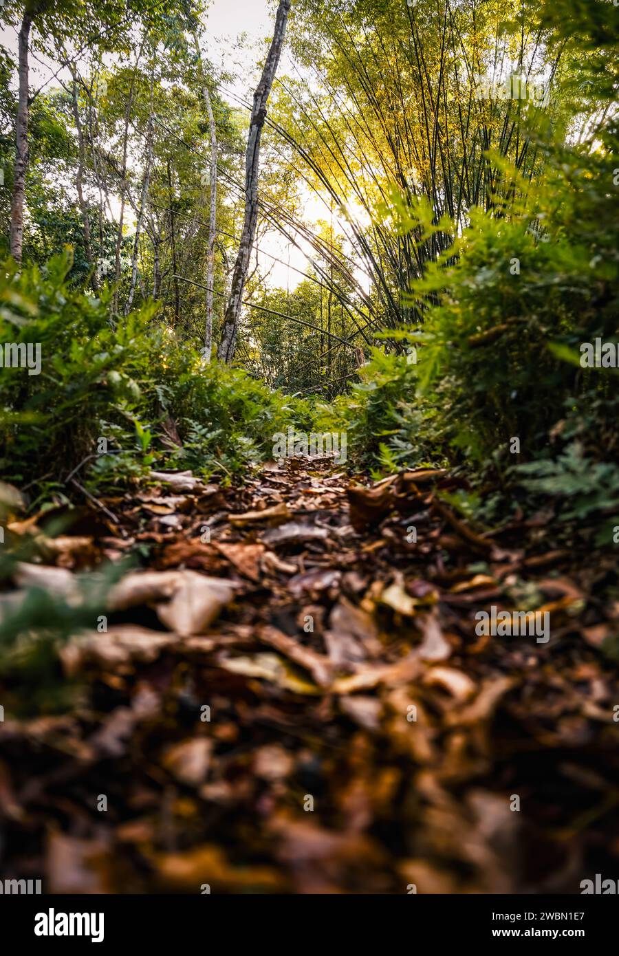 Low angle view in a trail between old graves covered in fern Stock ...