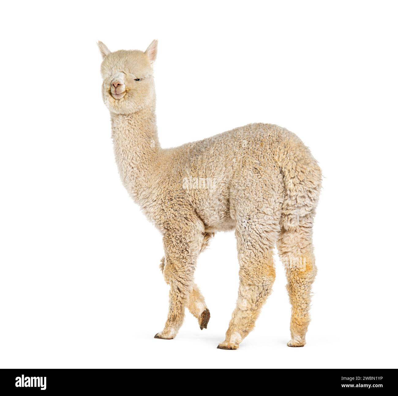 Old alpaca hi-res stock photography and images - Alamy