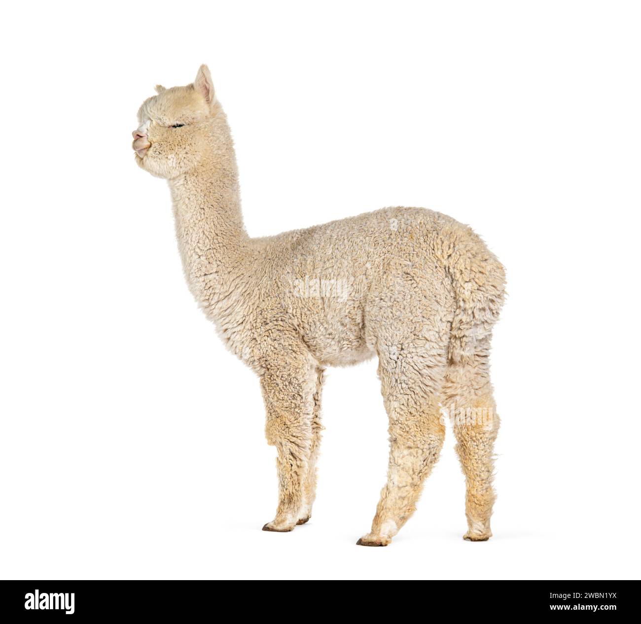 Side of a white nine months old alpaca - Lama pacos, isolated Stock ...