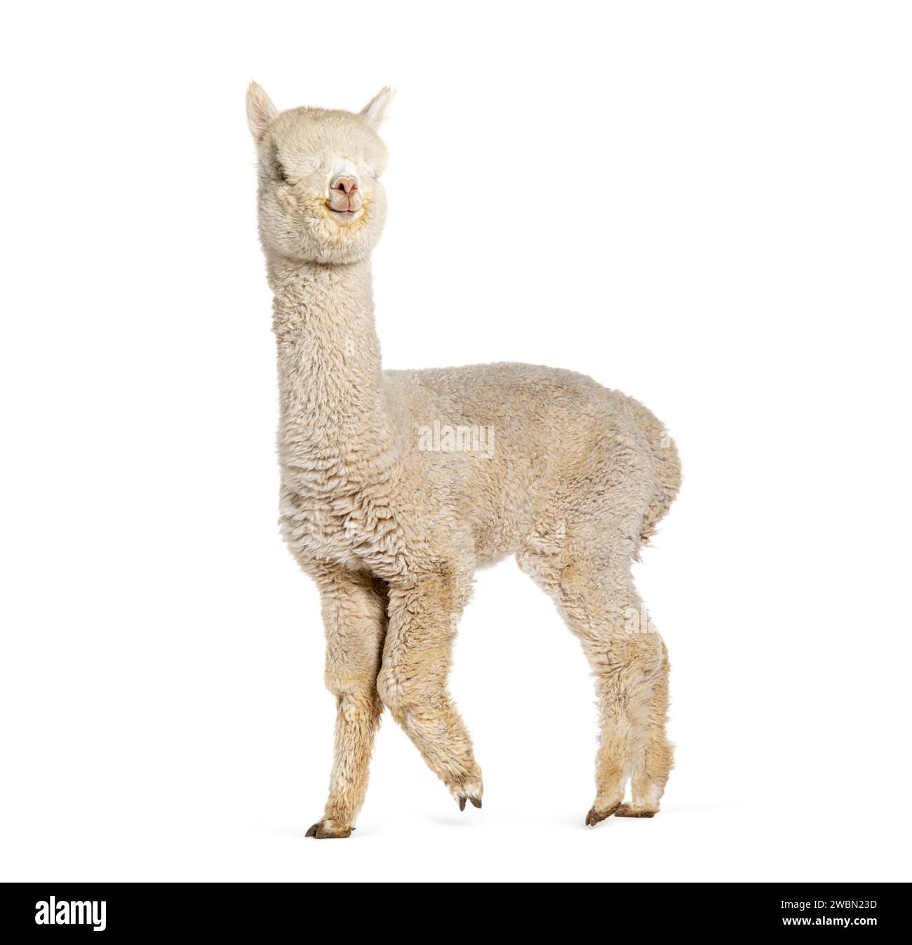 Old alpaca hi-res stock photography and images - Alamy