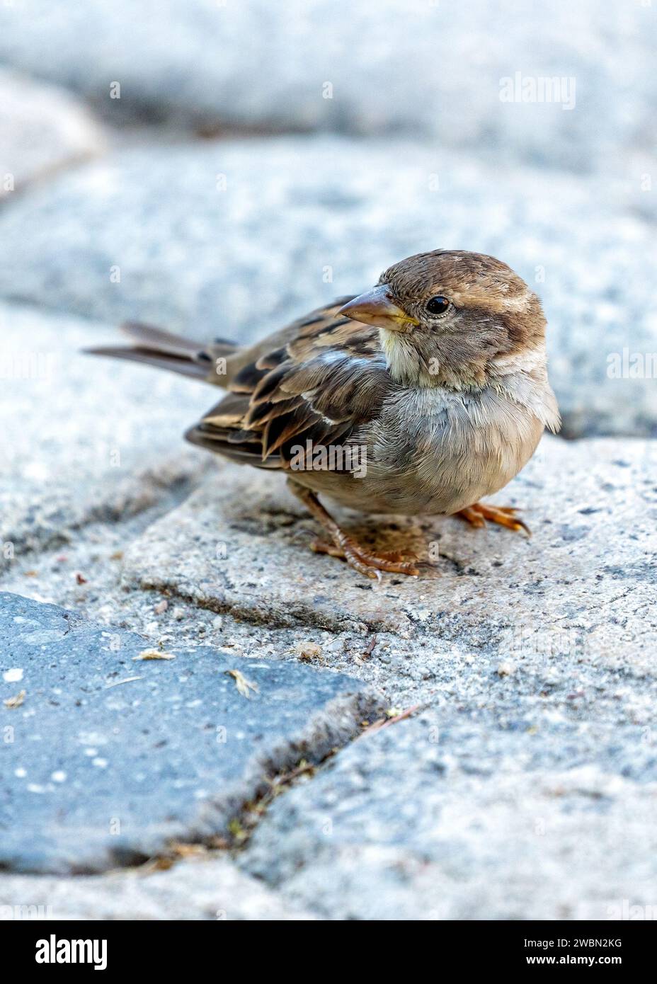 In Dublin, Ireland, a female House Sparrow graces urban scenes with ...