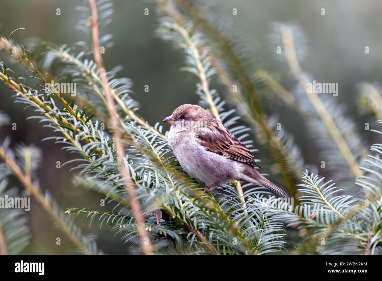 In Dublin, Ireland, a female House Sparrow graces urban scenes with ...