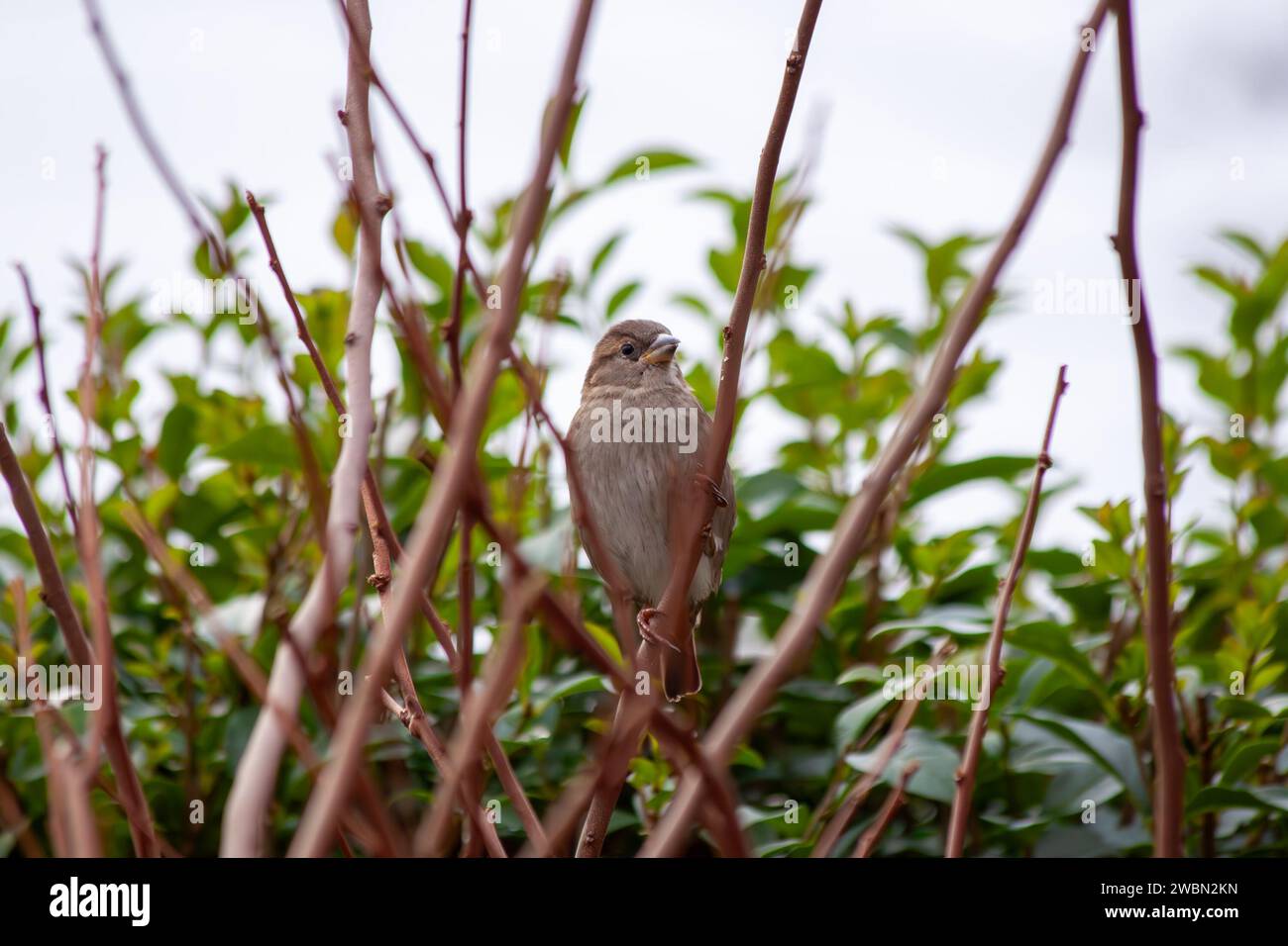 In Dublin, Ireland, a female House Sparrow graces urban scenes with ...
