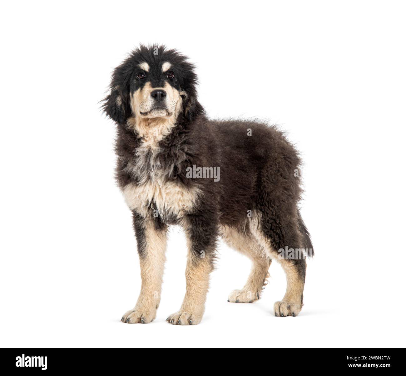 Young Sila Shepherd dog, isolated on white Stock Photo - Alamy