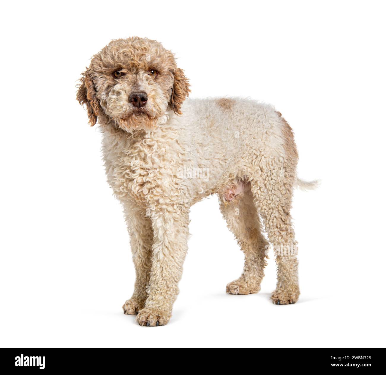 Lagotto romagnolo not puppy Cut Out Stock Images & Pictures - Alamy