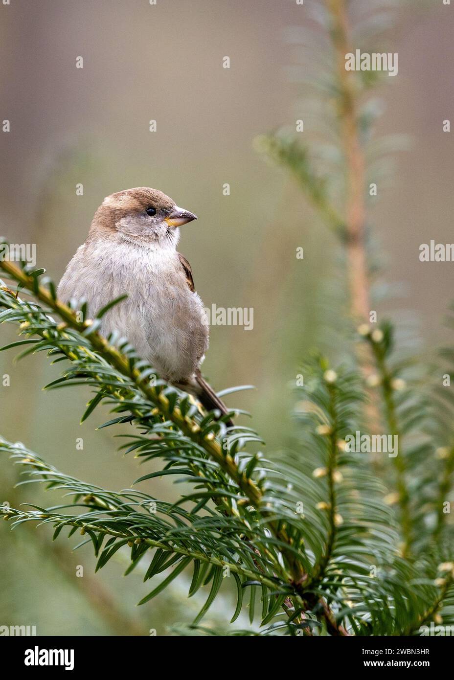 In Dublin, Ireland, a female House Sparrow graces urban scenes with ...