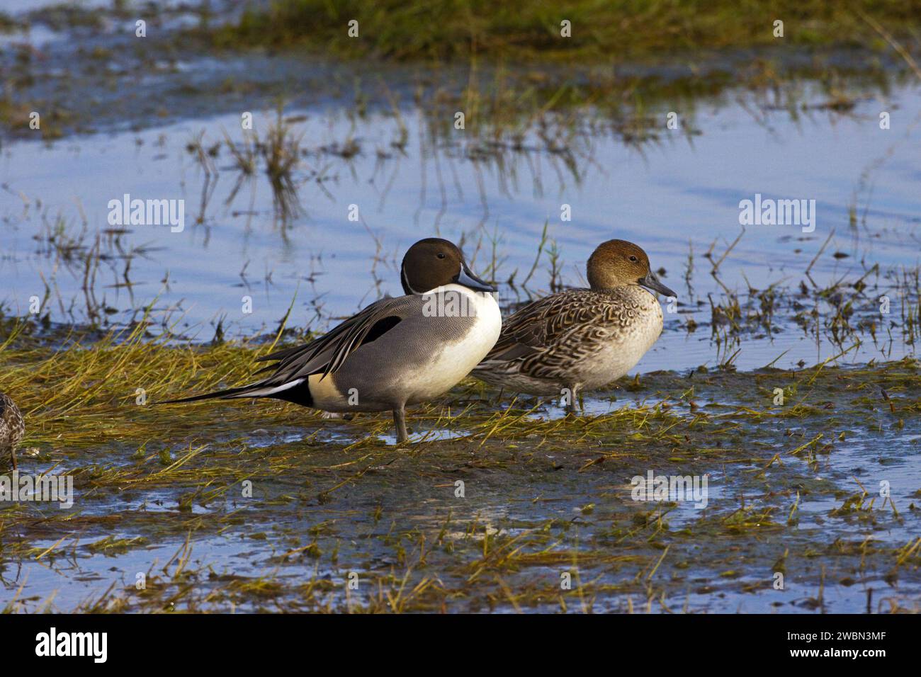 000 hammocks hi-res stock photography and images - Alamy