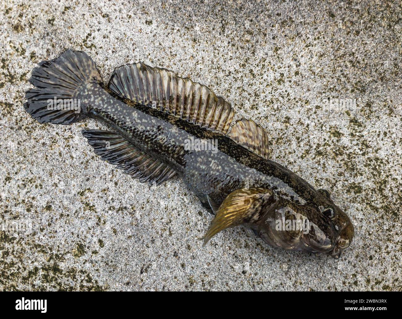 the Goby or Bull-calf Round Timber (Gobiidae) sea fish Stock Photo - Alamy