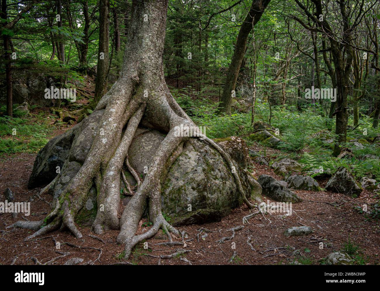 Grayson highlands state park hi-res stock photography and images - Alamy