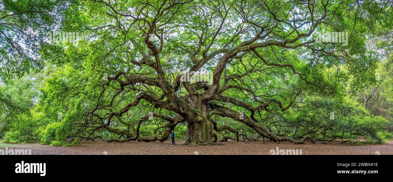 The famous Angel Oak, located in its own park outside of Charleston ...