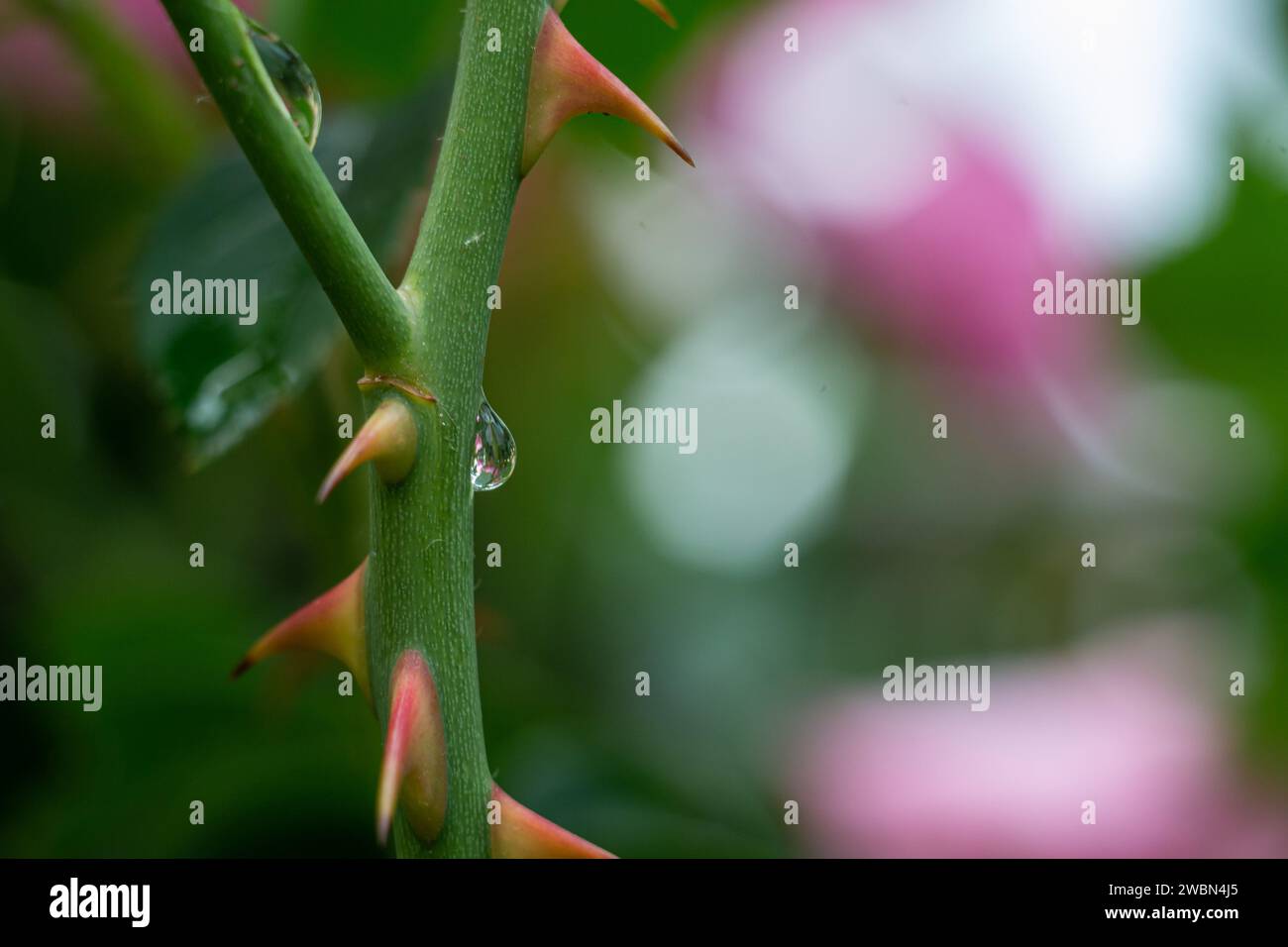 raindrop and rose thorns, tea rose thorns Stock Photo - Alamy