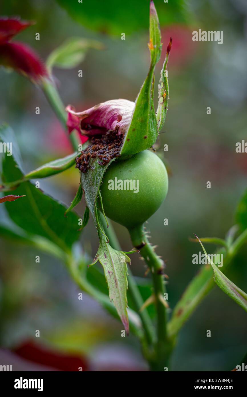 Closeup shot wild rose hi-res stock photography and images - Alamy
