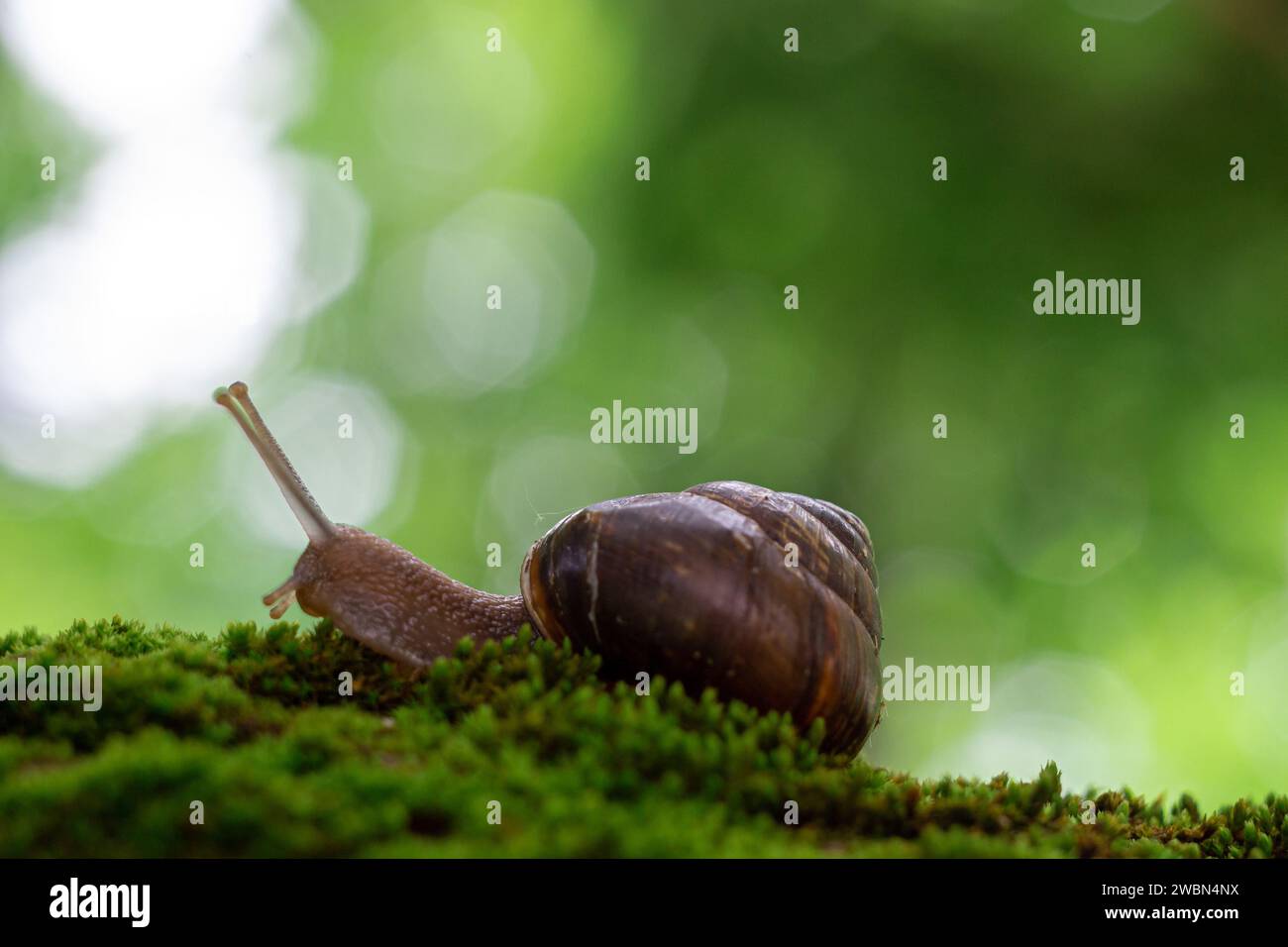 snail on a tree, macro photography Stock Photo - Alamy