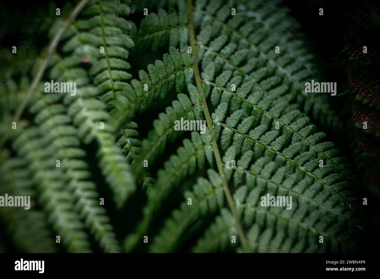 Stem texture hi-res stock photography and images - Alamy