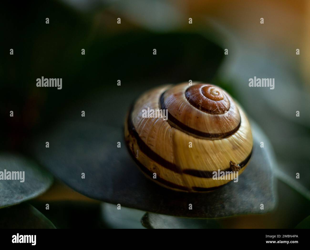 garden snail, macro photography of a garden snail, a shell on a green ...