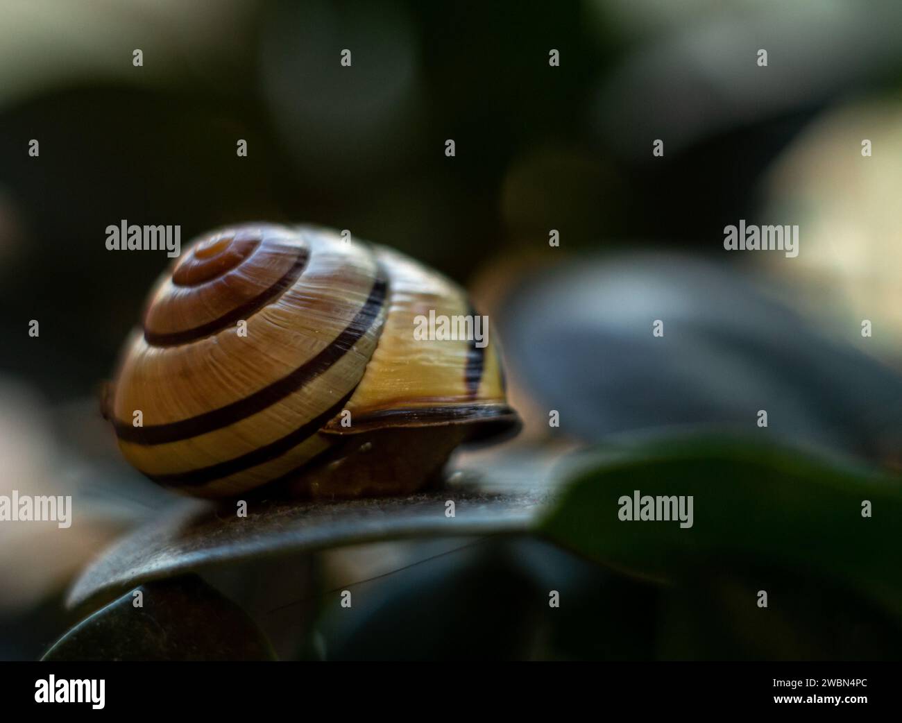 garden snail, macro photography of a garden snail, a shell on a green ...
