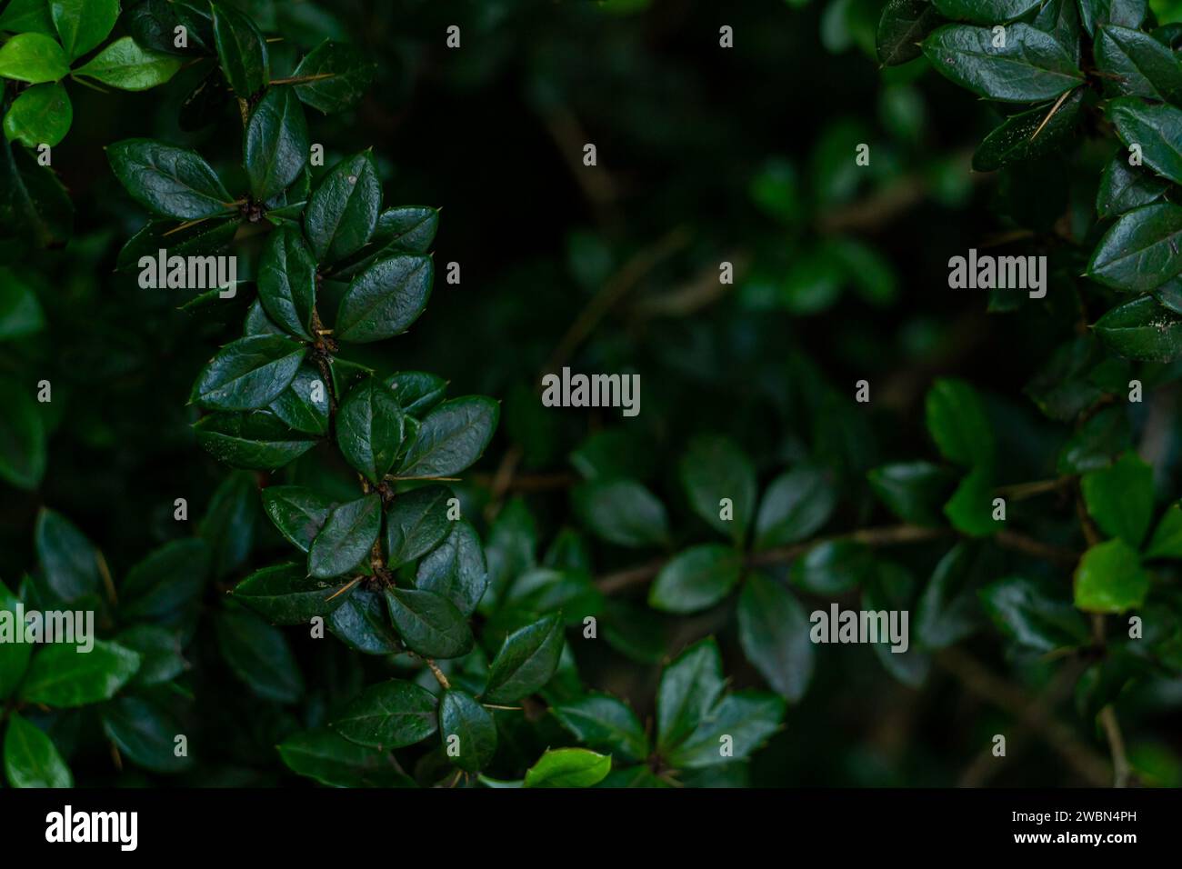 green branches of a shrub, young foliage macro Stock Photo - Alamy