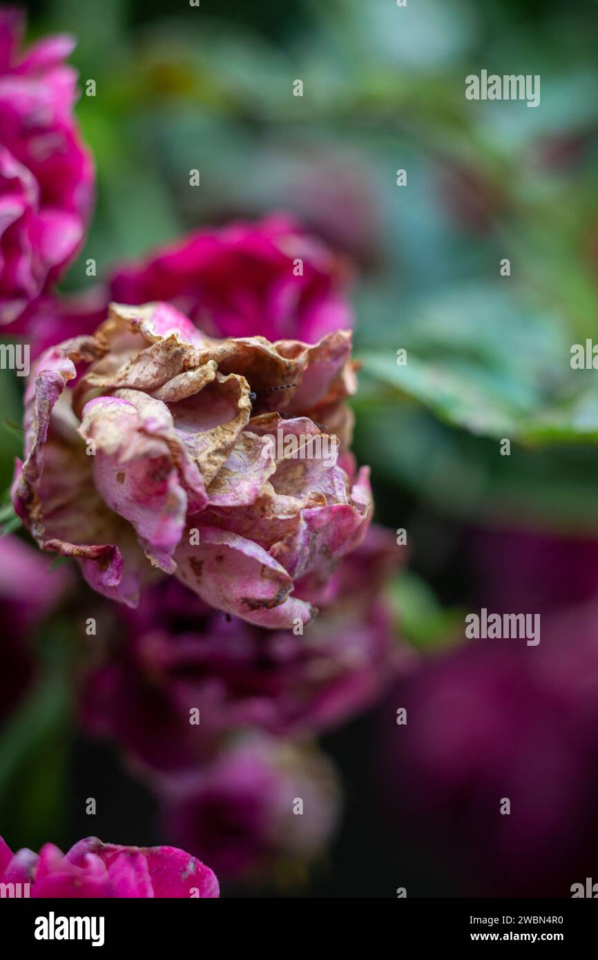 Hiding rose hi-res stock photography and images - Alamy