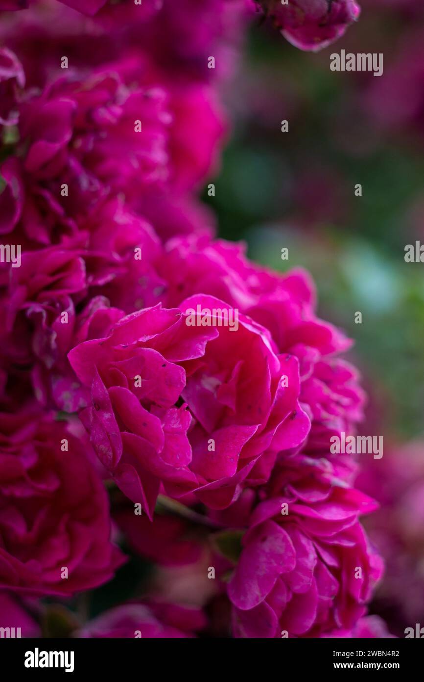 Pink spray rose hi-res stock photography and images - Alamy