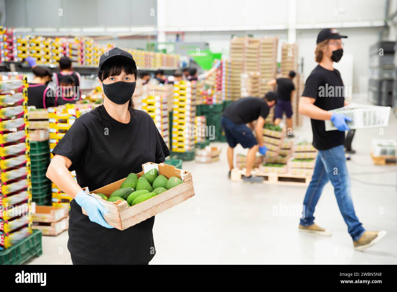 Positive woman in face mask stacking boxes with selected avocado on ...