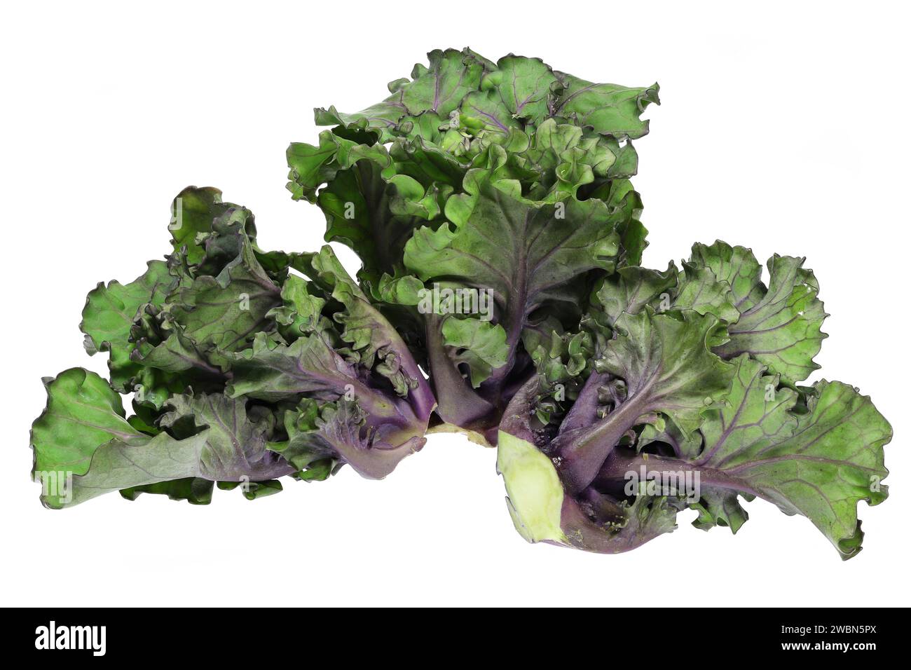 flower sprouts isolated on white background Stock Photo - Alamy