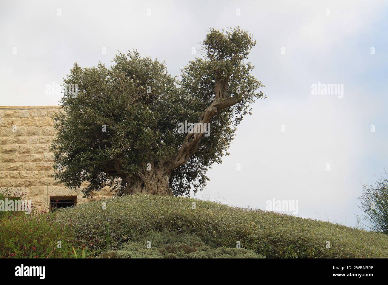 Olive tree yellow leaves hi-res stock photography and images - Alamy