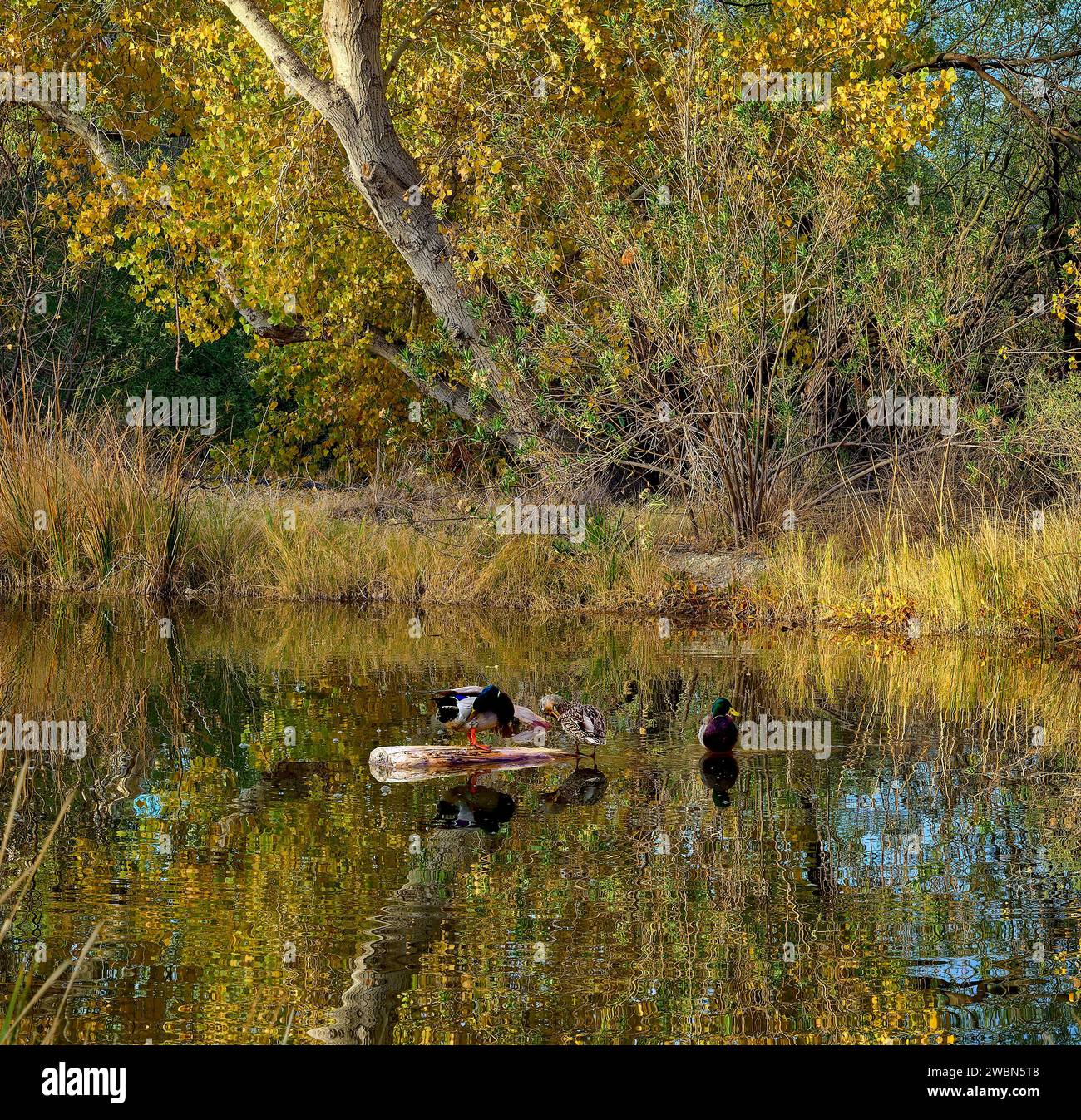Ducks grace the reflective pond under the fall foliage at Tucson's Agua ...