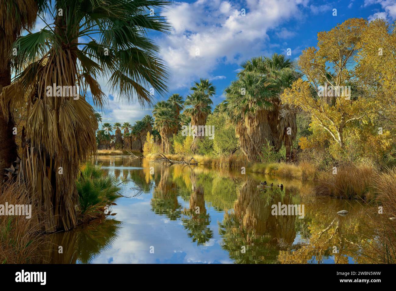 Stately palms and vibrant fall foliage reflect on the still waters of ...