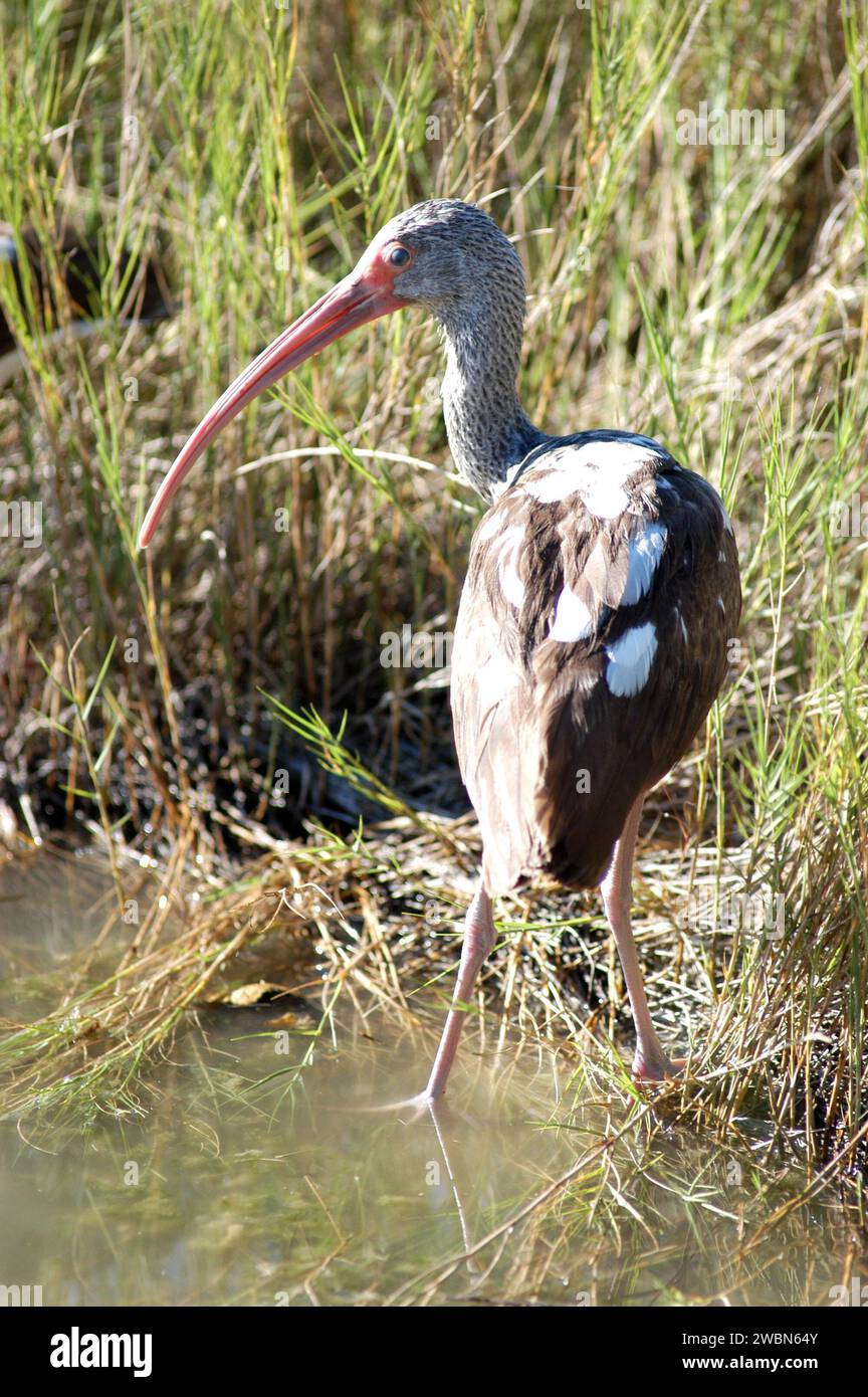 KENNEDY SPACE CENTER, FLA. — A young white ibis, still with mottled ...