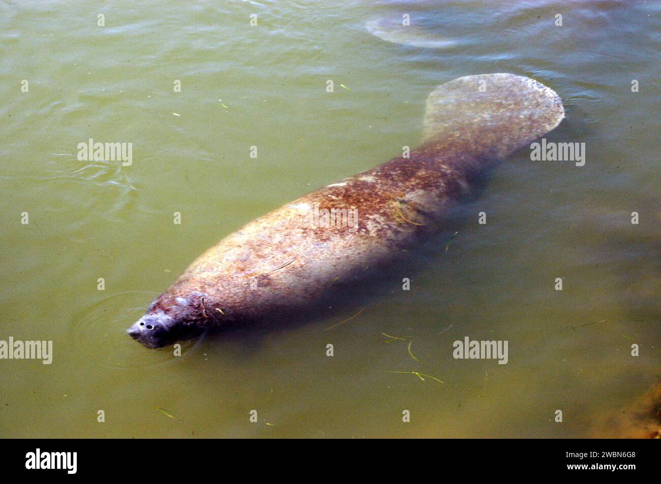 KENNEDY SPACE CENTER, FLA. - Seemingly asleep, a manatee floats in the ...